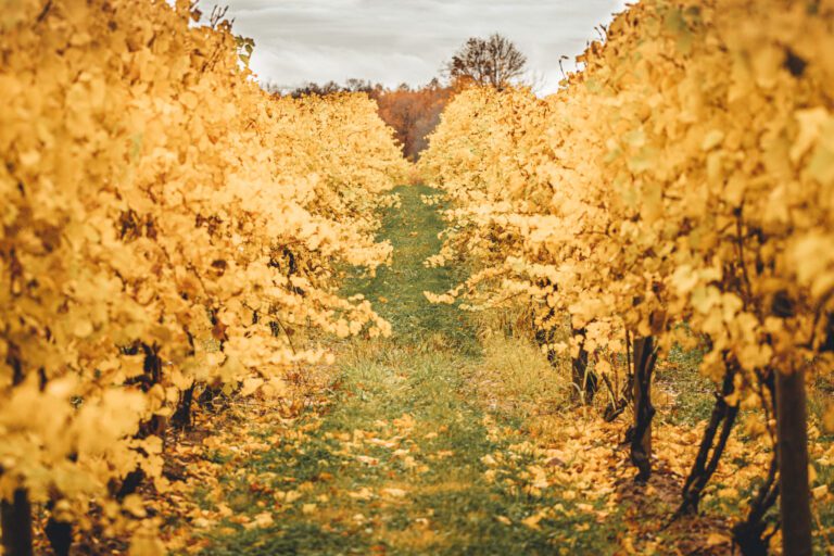 3Bros Wine Fall Fest Day 2 - Seneca Lake Wine Trail