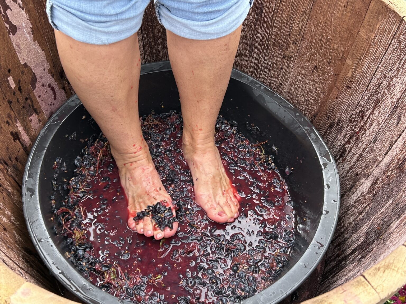 Harvest Grape Stomp - Round 2 - Seneca Lake Wine Trail